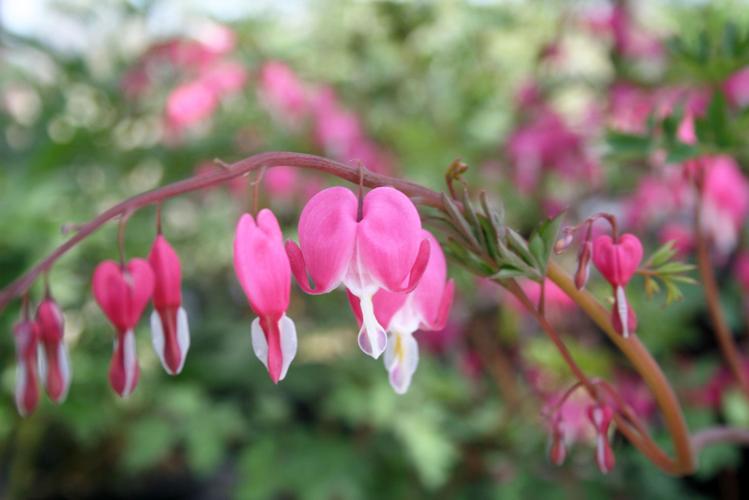 Guaranteed to grow: Bitterroot Nursery stocks plants that will last in ...