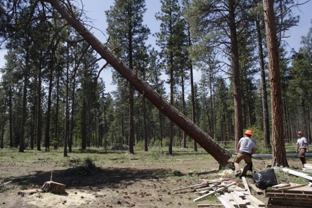 Wood workers: Private land forestry duo limbs and clears trees to ...