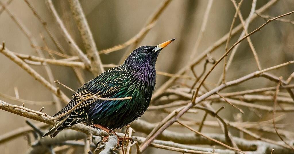From the Teller: The European starling is a master of mimicry