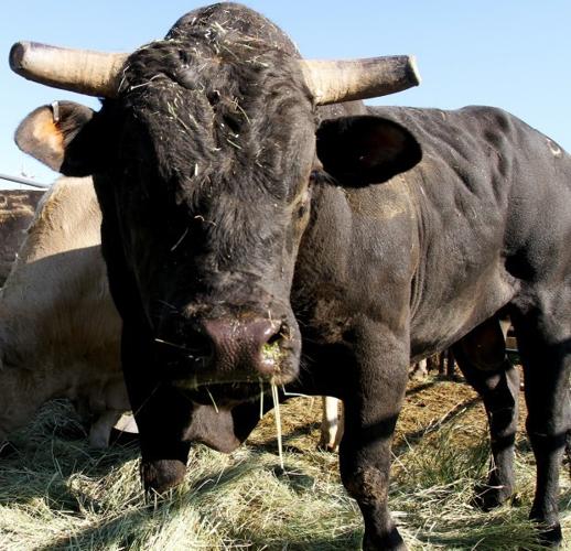 The buck starts here: Cowboys prepare for annual Elite Bull Connection ...