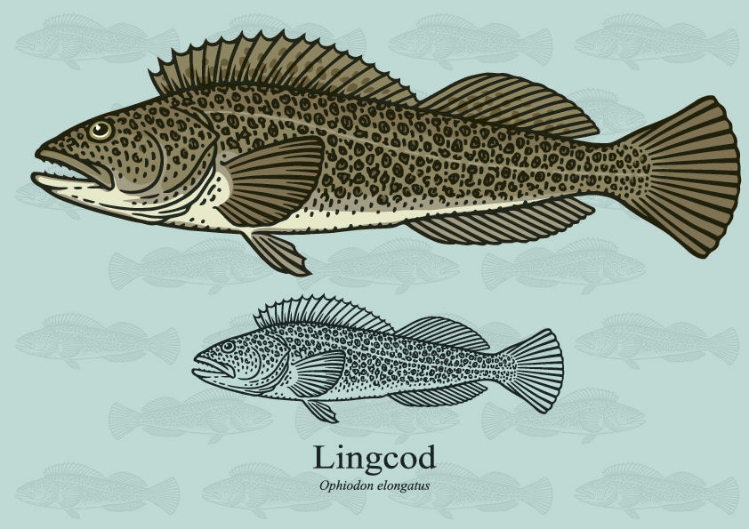 Fishing report: Streamers, heavy rod best when fishing for lingcod