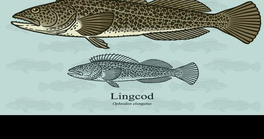 Fishing report: Streamers, heavy rod best when fishing for lingcod