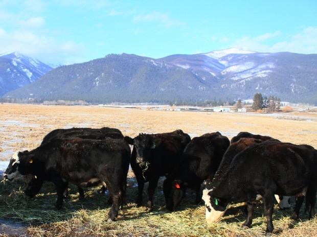 Working the land: Stevensville man follows his own path in raising ...