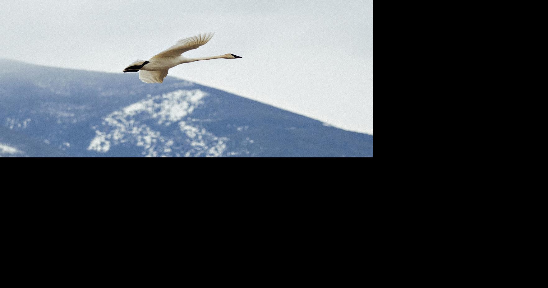 Trumpeter swan visits Teller Wildlife Refuge