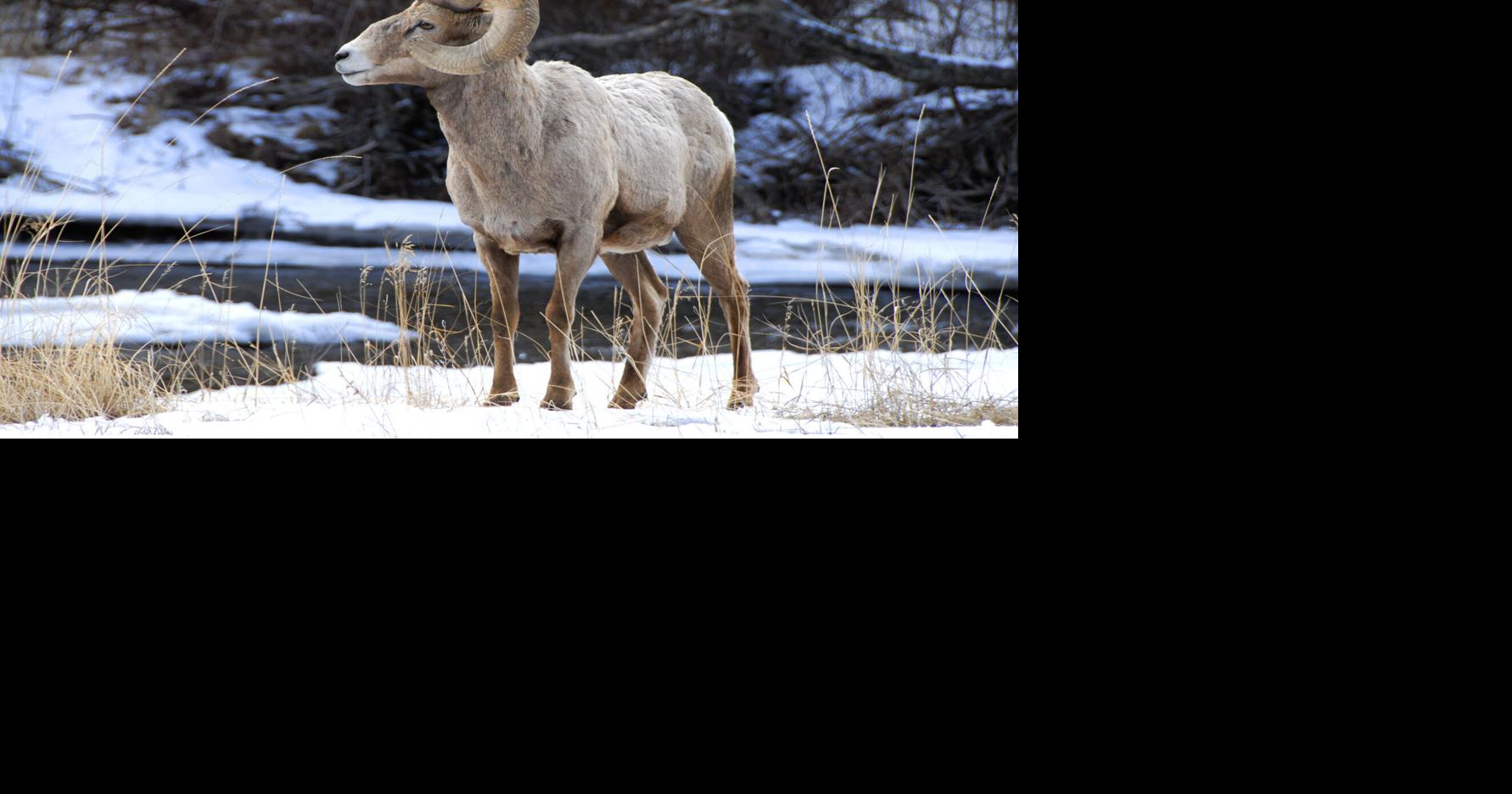Bitterroot's broken-leg bighorn changed what scientists know about wild ...