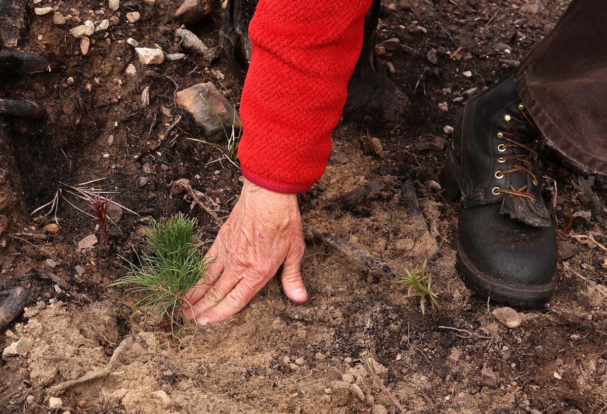 Pine planting: Crews place whitebark pine seedlings on site of Mustang ...