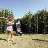 Having fun getting lost - Victor labyrinth opens for business