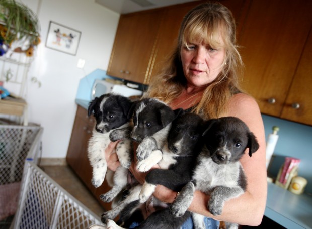 Billings woman passionate about placing reservation dogs in new homes