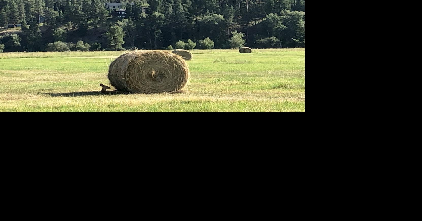 Getting ready for first cutting: Forages in the Bitterroot