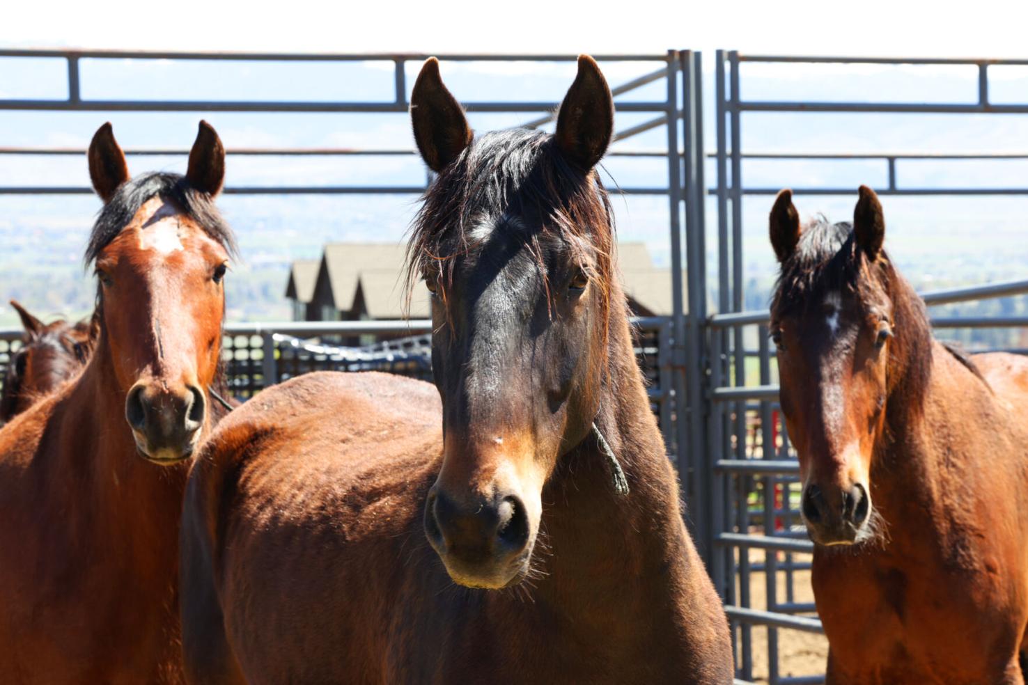 BLM hosts wild horse and burro adoption event in Hamilton