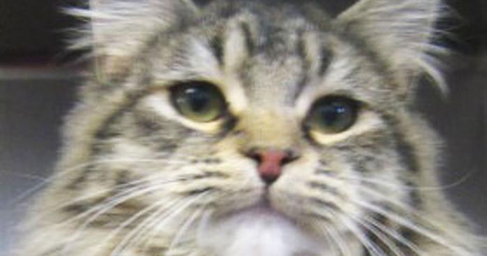 Rapa the energetic cat is pet of the week at Animal Control