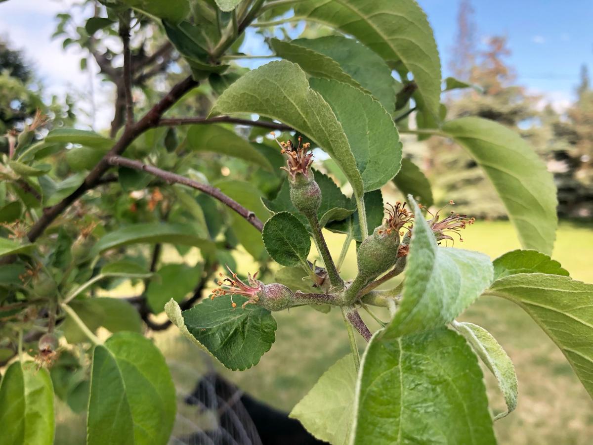 Codling moth control spray window opening June 13 | Local News ...