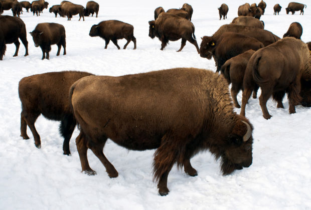 Bitterroot Valley bison ranch sees resurgence in consumers craving lean ...