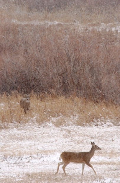 Billionaire brothers buying Montana ranches | State & Regional ...