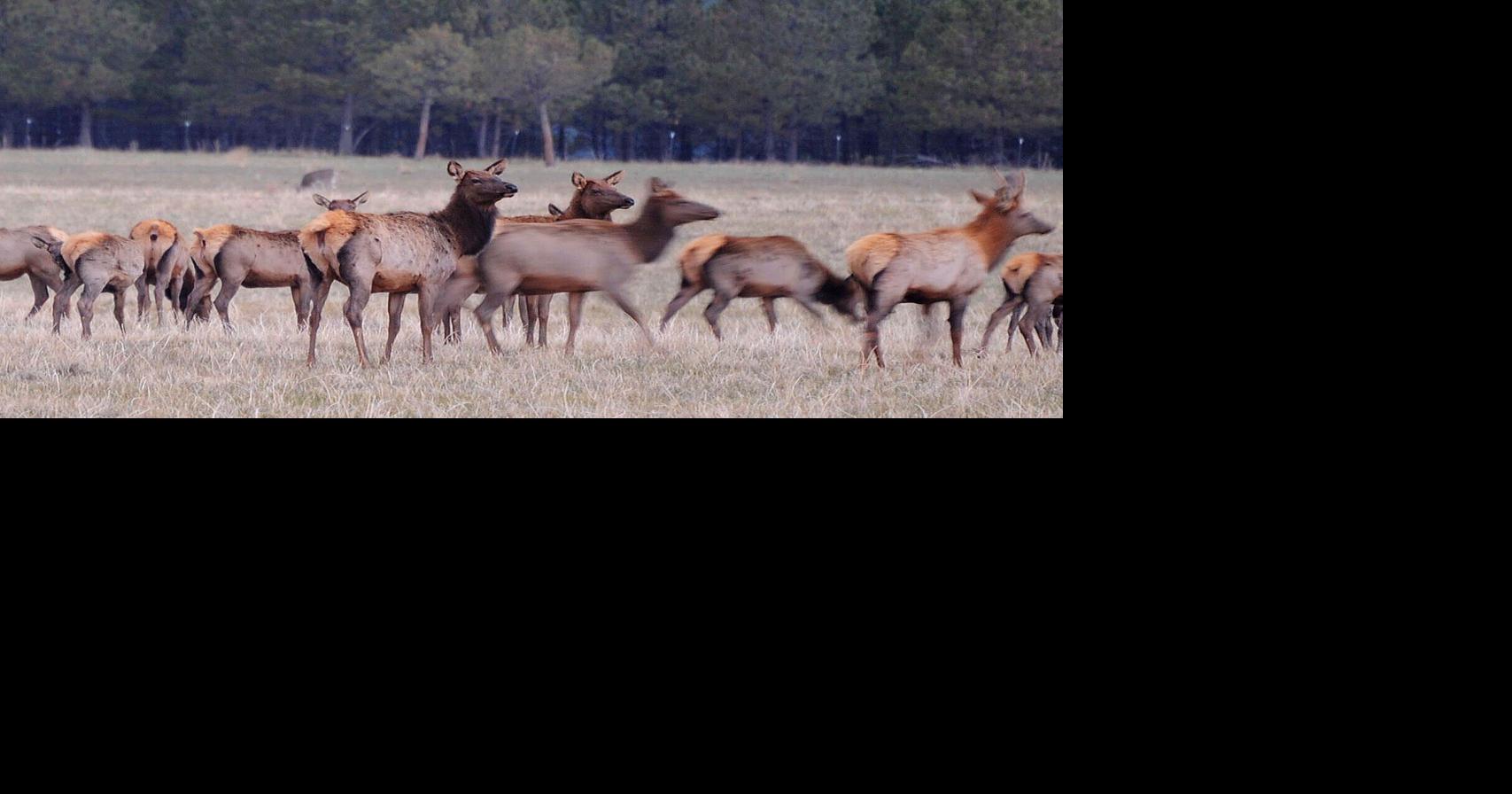 Tips sought on cow elk poached near Victor