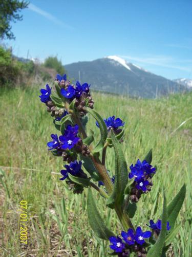 Weed of the Week: Don't be fooled by common bugloss
