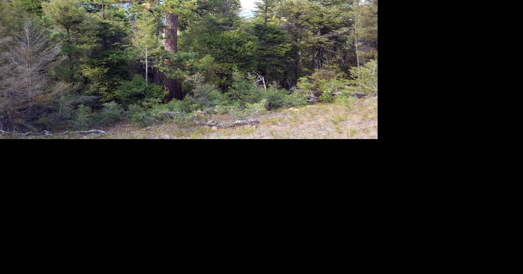 Bitterroot Forest seeks comments on Westfork project