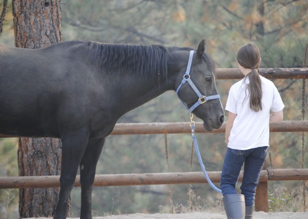 Horses helping humans: Ranch south of Hamilton is an Equine Assisted ...