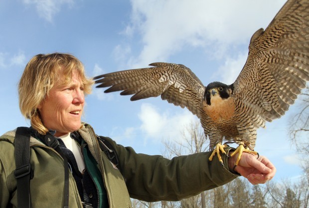 Tales of talons: Raptors of the Rockies founder educates public on ...