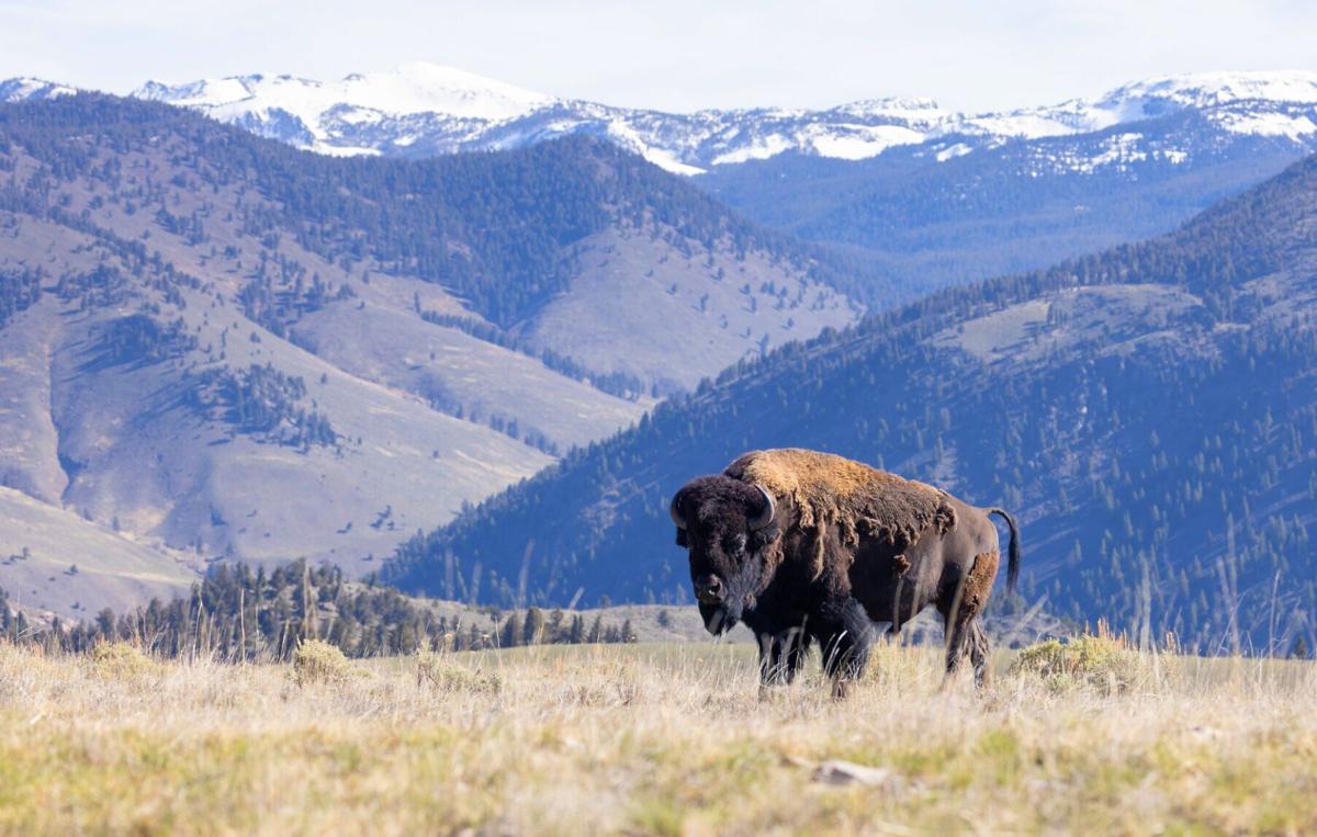 Yellowstone bison plan fails to protect wild bison