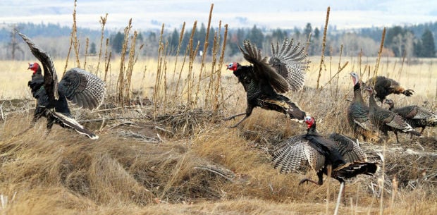 Turkey recovery: Local National Wild Turkey Federation chapter works to ...