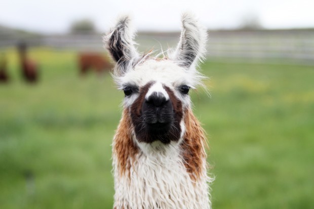 Wild about llamas