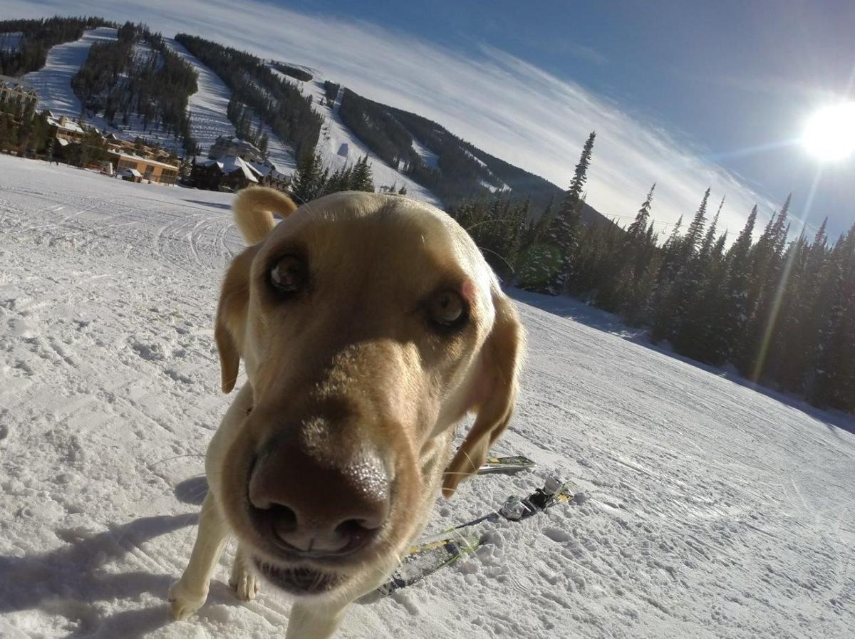 Avalanche dogs keep Big Sky slopes safe