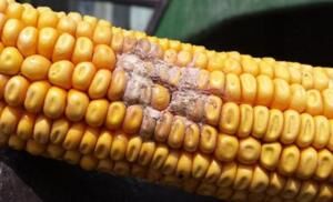 Researchers uncover new species of toxic fungi