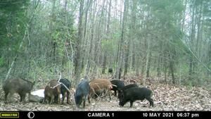 Project helps reduce feral hog population
