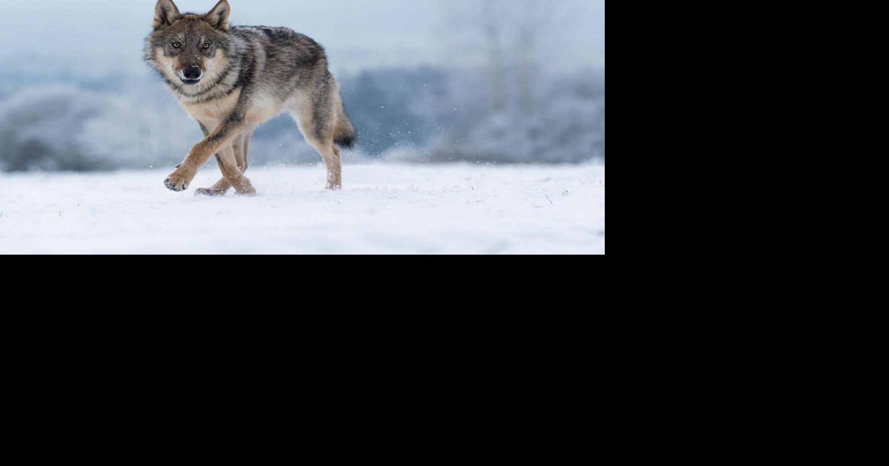 Wolf spotted in northeastern Nevada, first time since 2016