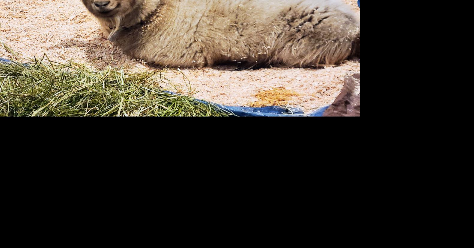 Stray dogs in Butte attack, kill pet goat named Koza