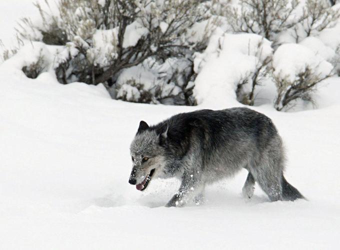 Marc Cooke: Montana Fish, Wildlife & Parks was supposed to serve the people