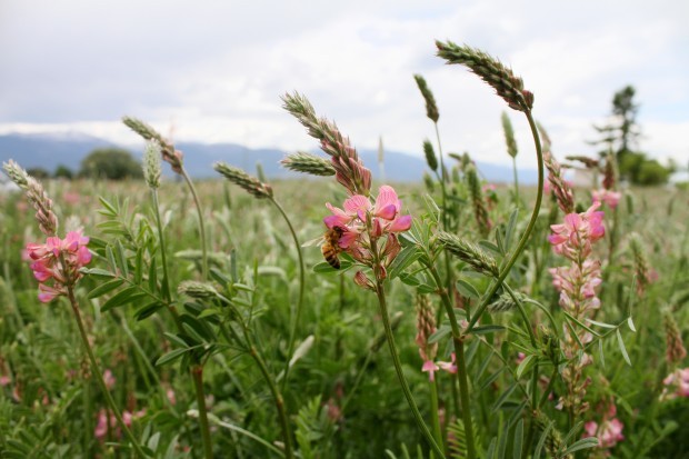 Turkish legume: Sainfoin attracting interest as an alternative to alfalfa