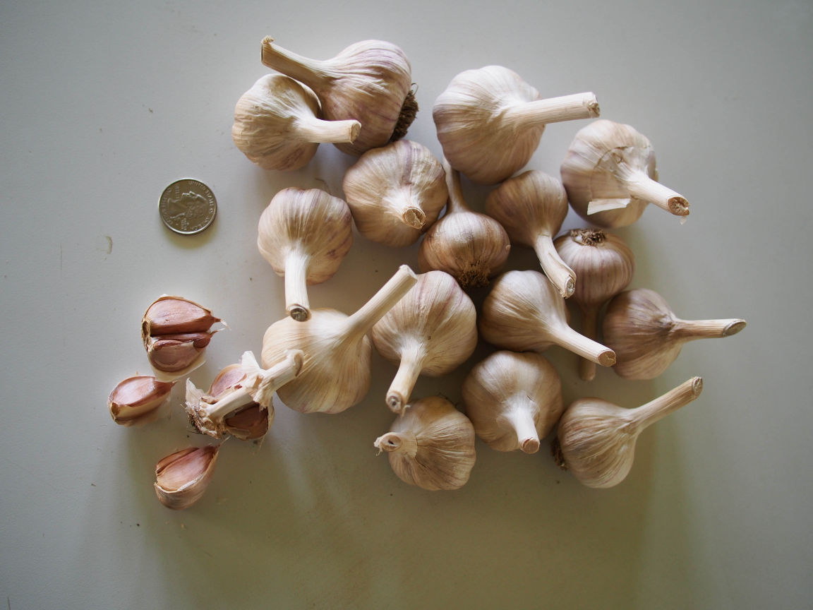 ARI LeVAUX: Hardneck garlic the hard-to-find choice of cooks in the know