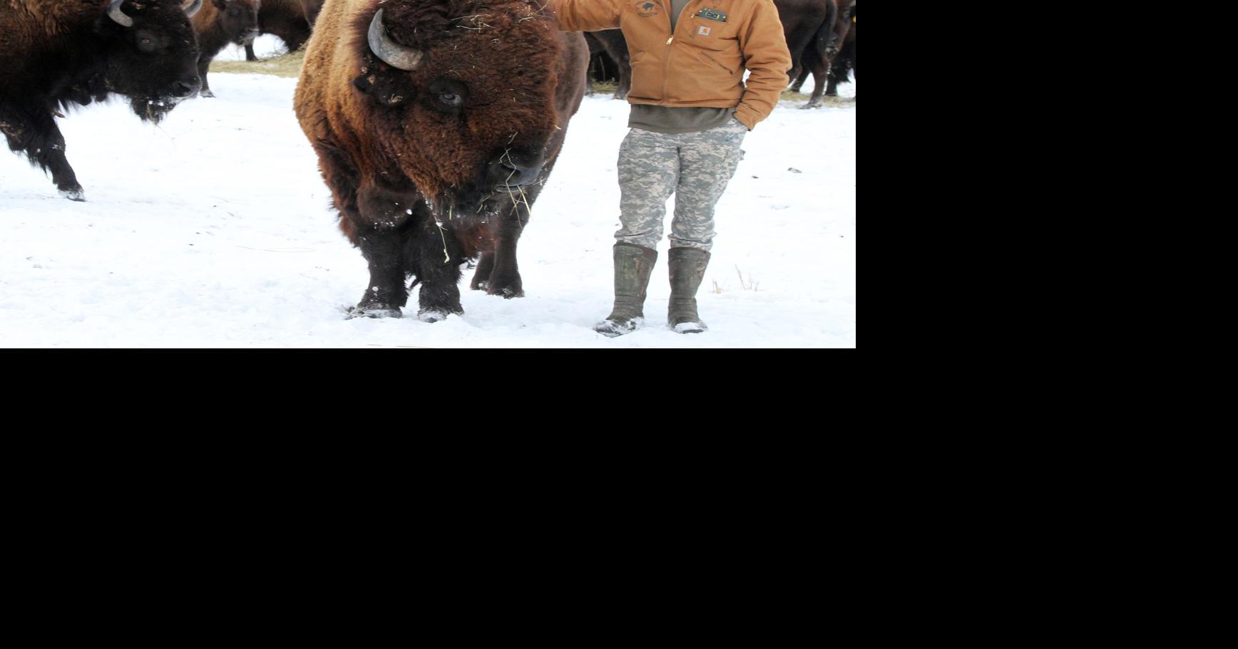 Where the bison roam: Bitterroot Bison sees growth in its future