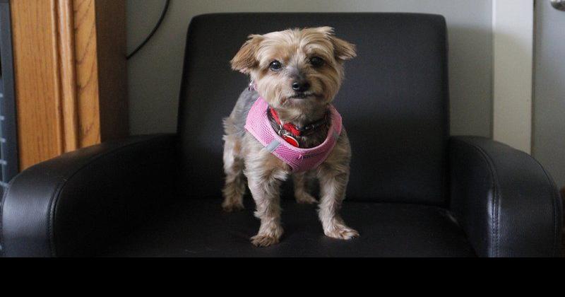 Organization caters to homeless senior dogs | Body & Soul | record ...