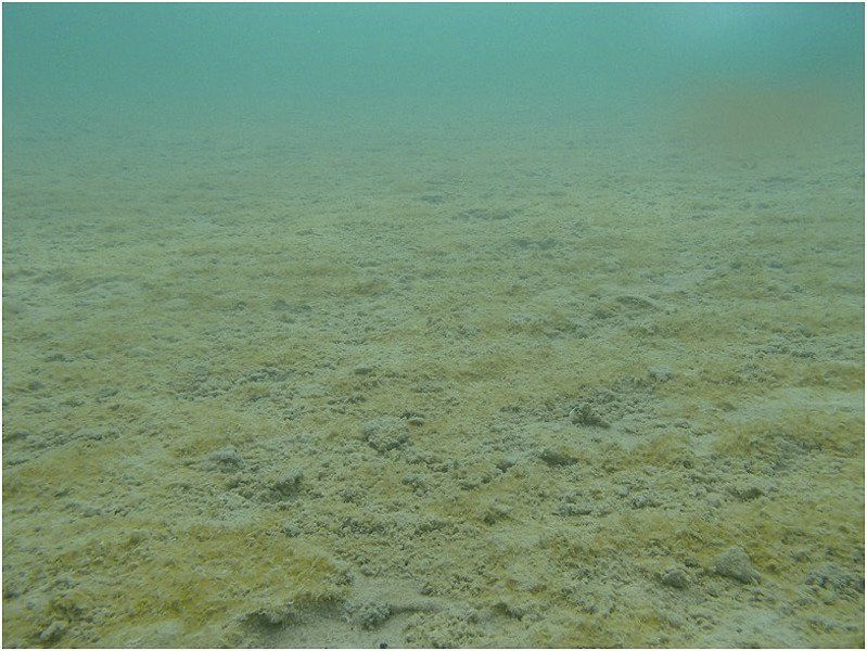 Algae growth sparks Torch Lake study | Local News | record-eagle.com