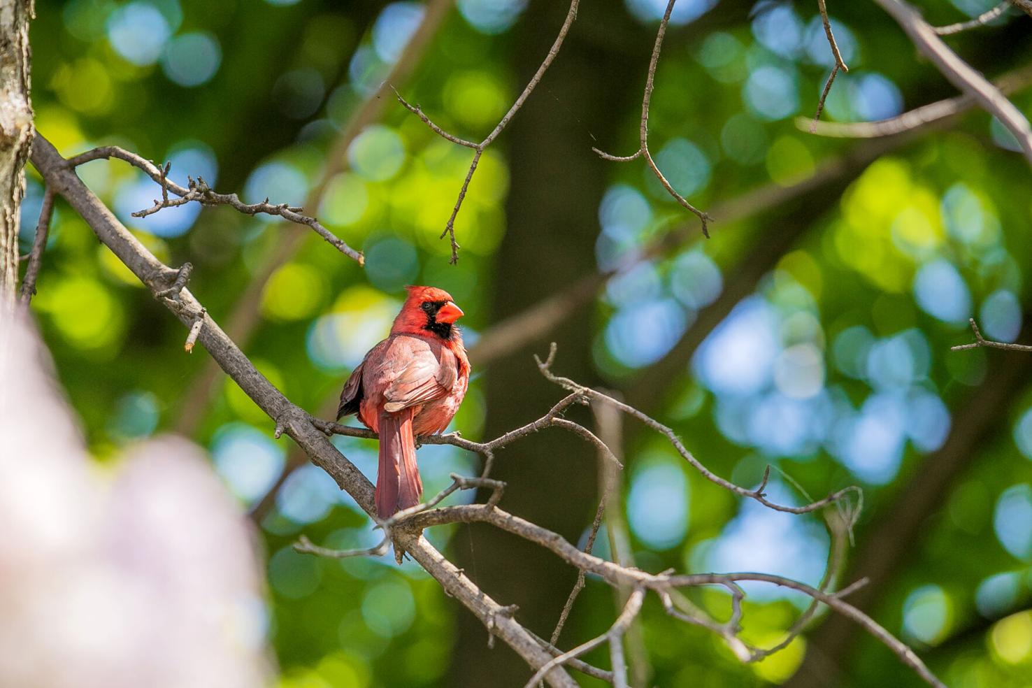 CARDINAL SONG | Local News | record-eagle.com