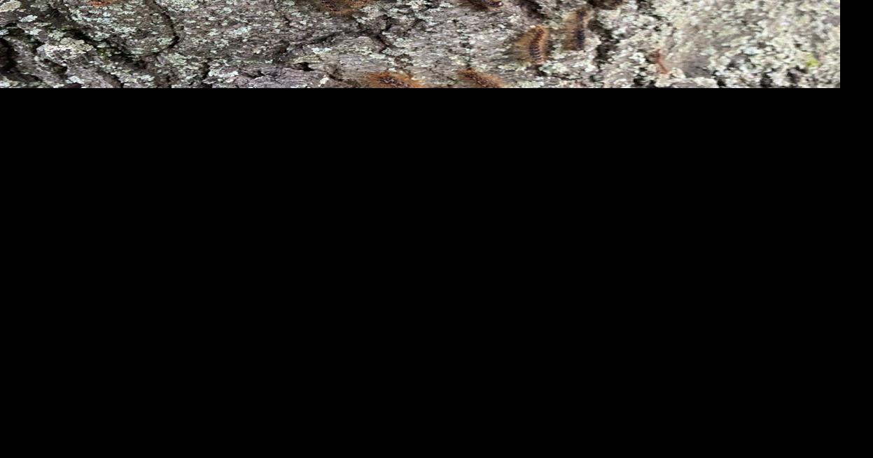 Gypsy moth outbreaks in Michigan | GO | record-eagle.com