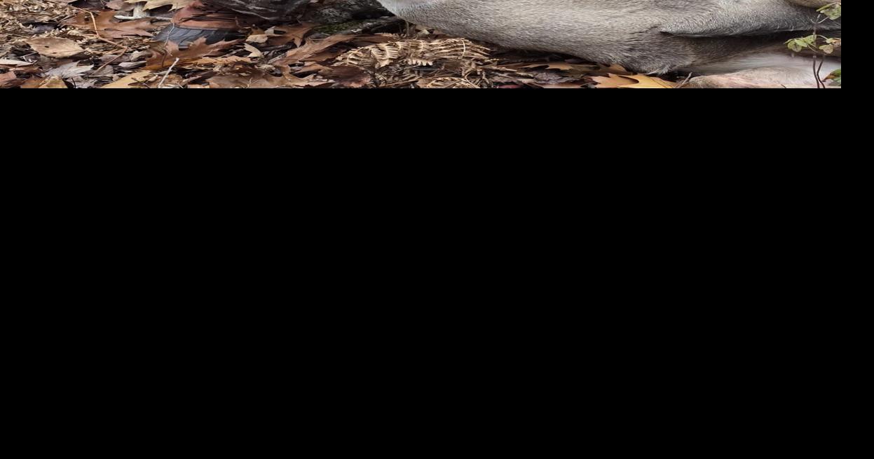 Greg Frey: An undeserved deer | GO | record-eagle.com