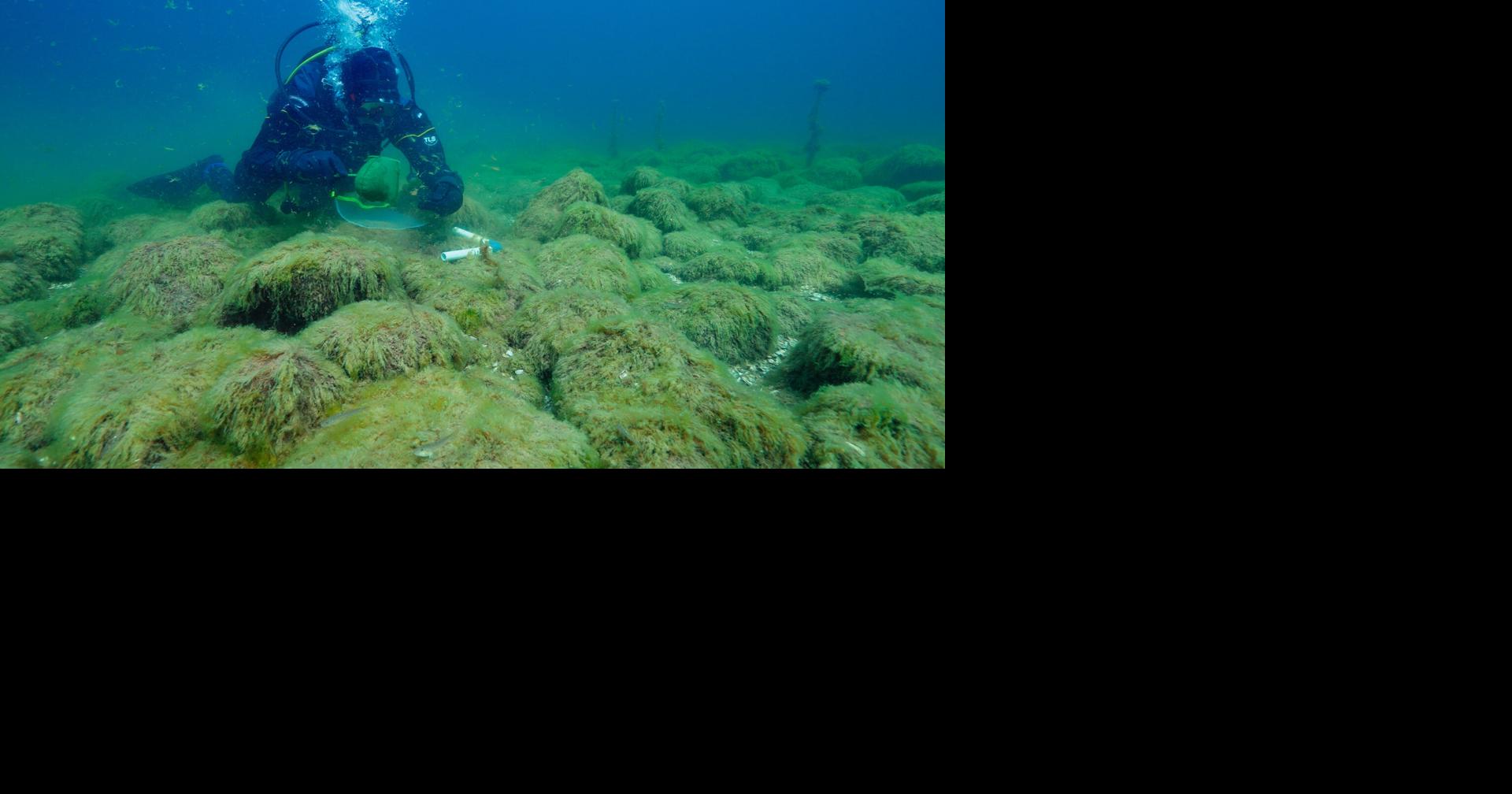 Documentary seeks clarity on Great Lakes invaders | GO | record-eagle.com