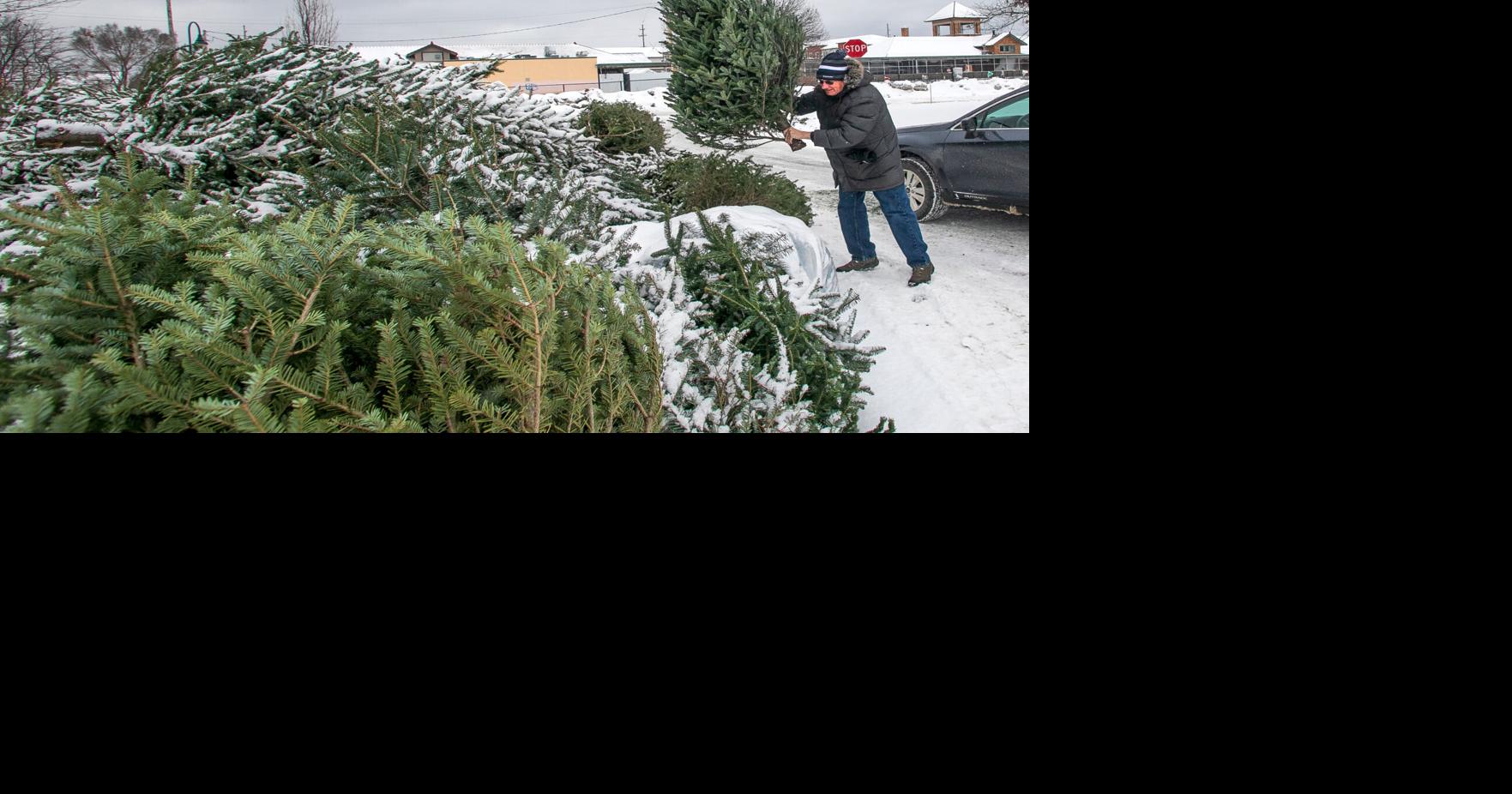 TREE TOSS | | record-eagle.com