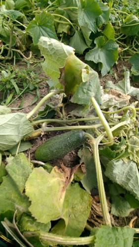 From the Farmer: Picking poses a pickle | Food | record-eagle.com