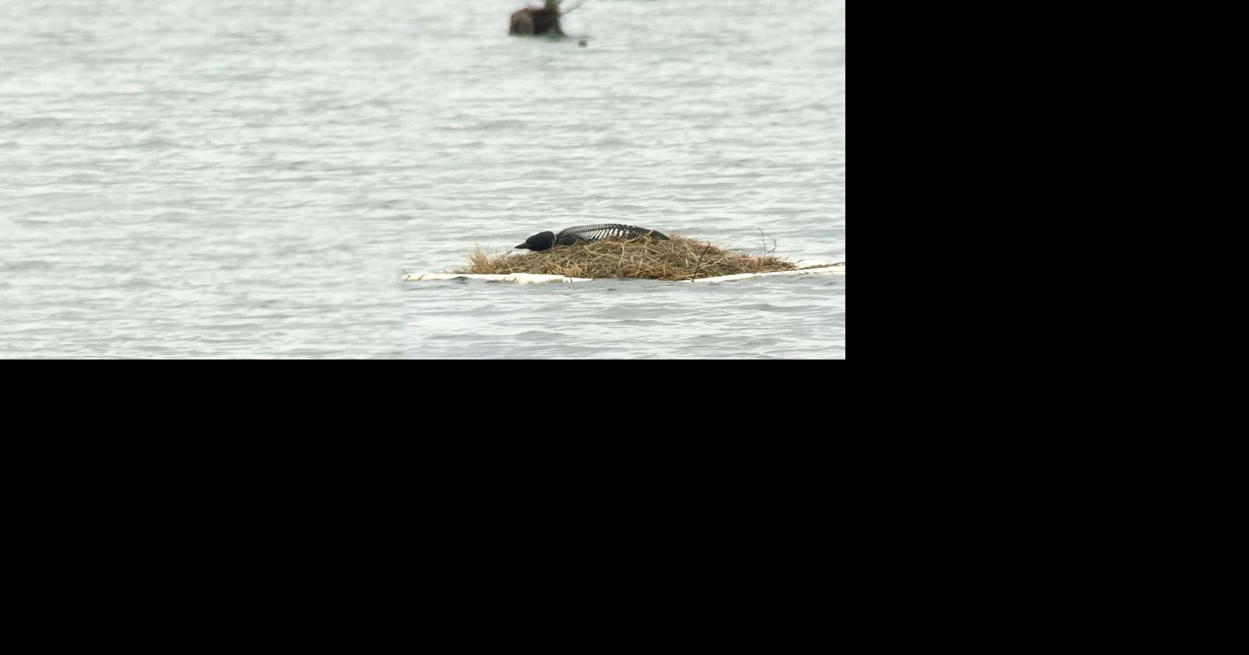Loon love: Advocates give loons a fighting chance | Lifestyles | record ...