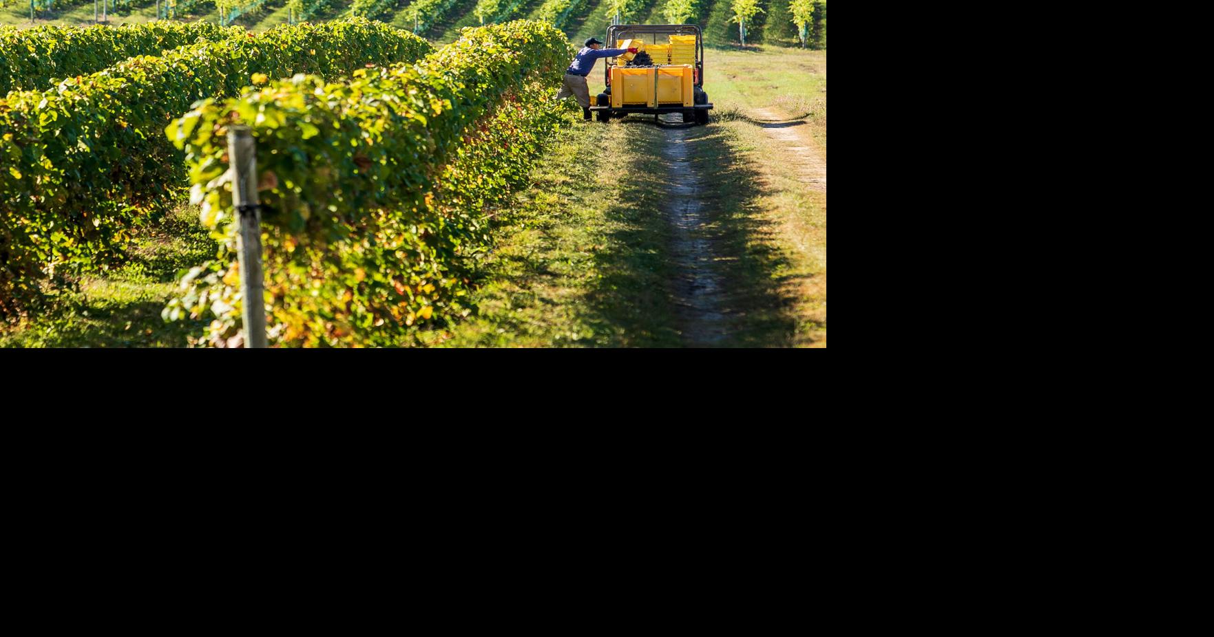 Toasting another strong grape harvest | Business | record-eagle.com