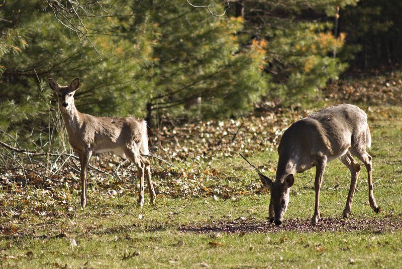 Deer overpopulation dilemma (copy) (copy) | Local News | record-eagle.com
