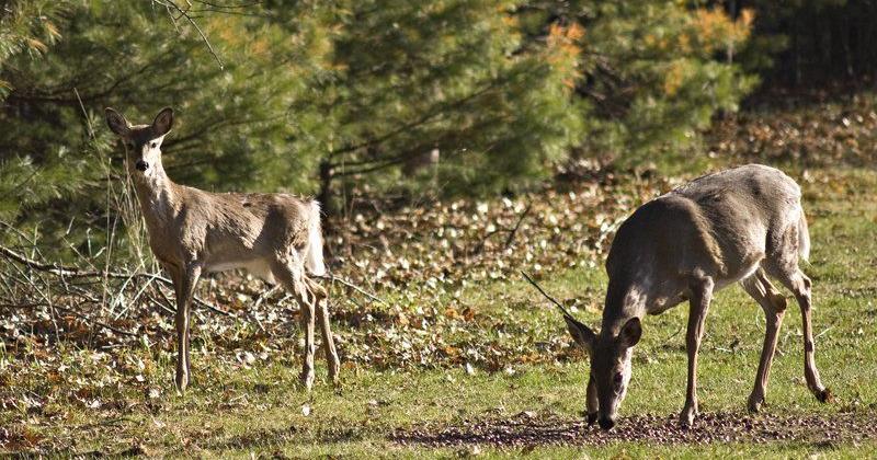 Deer overpopulation dilemma (copy) (copy) | Local News | record-eagle.com