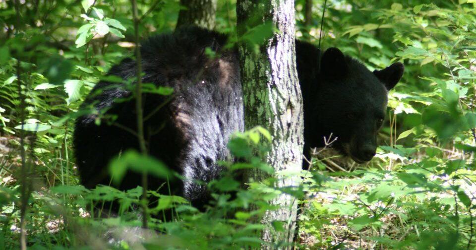 'Melatonin bear:' Ban among new DNR bear hunting rules | GO | record ...