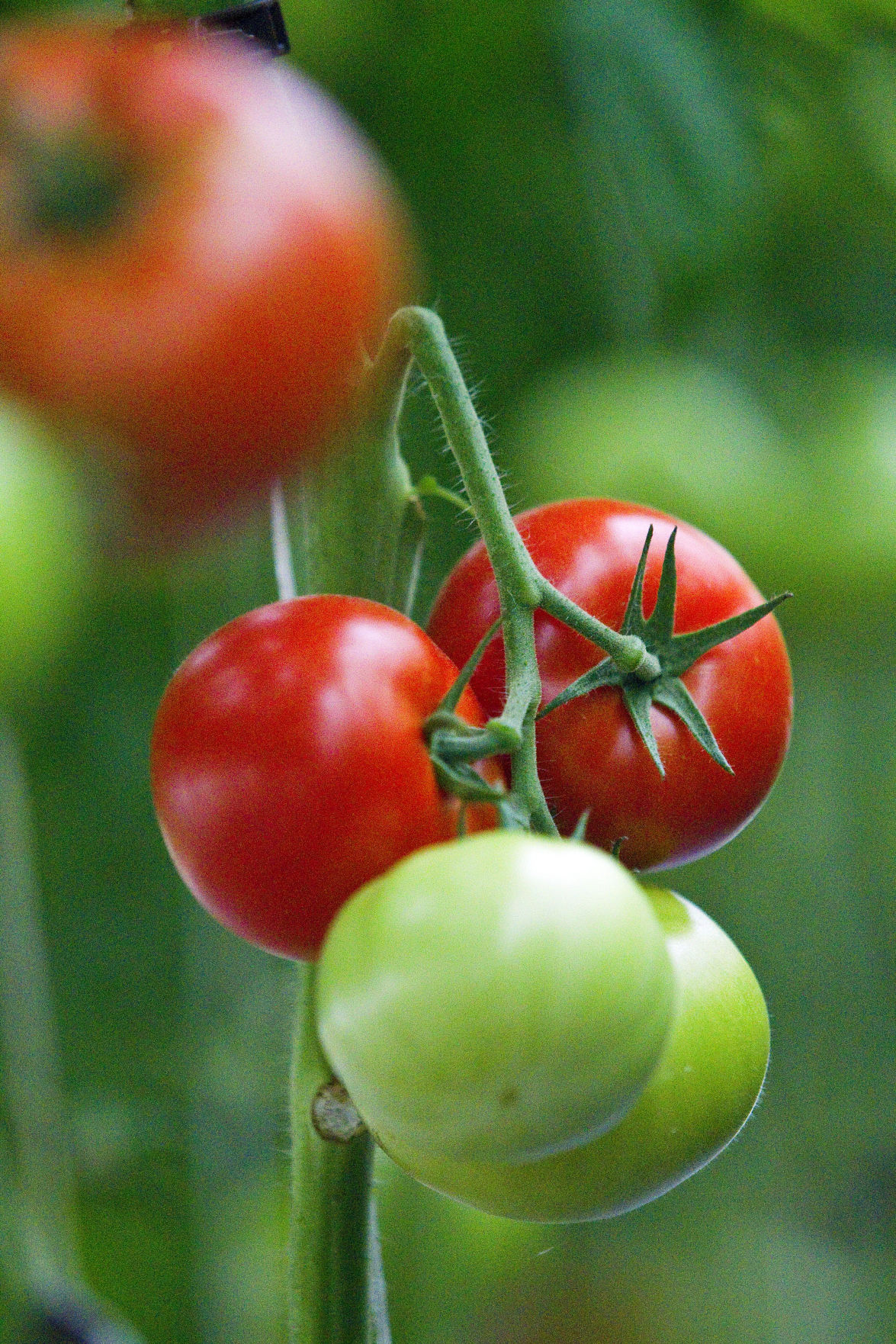 Appreciation grows for local produce | Food | record-eagle.com