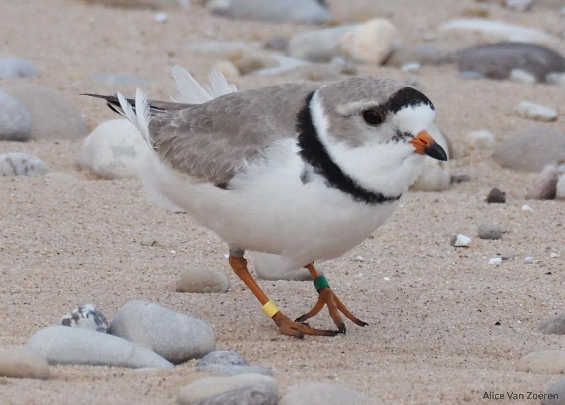 Piping plovers nesting early at Sleeping Bear Dunes | Local News ...